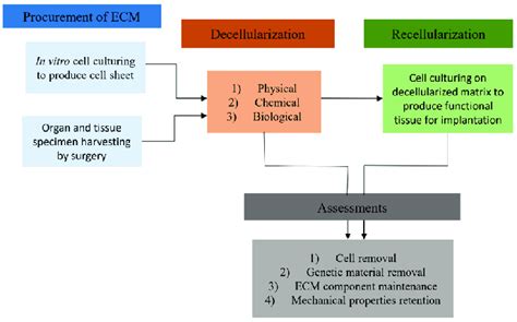 Decellularization And Recellularization For Biological Tissues