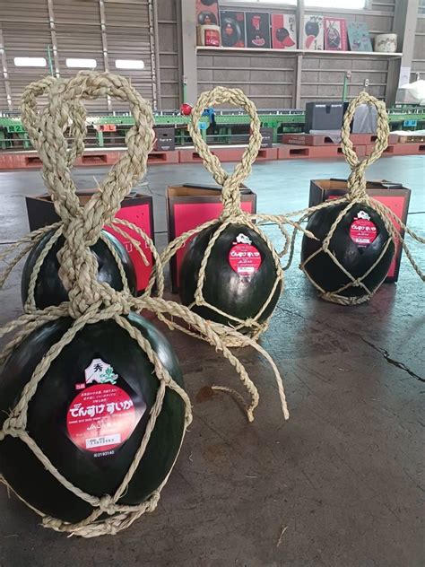 当麻町の特産品「でんすけすいか」を初出荷 株式会社フジネット