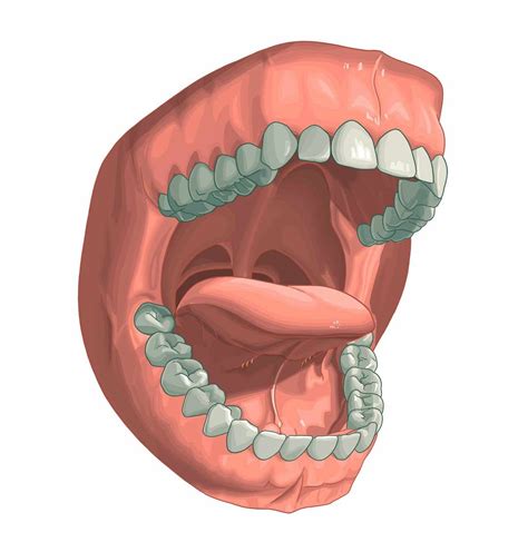 Inner Lip Anatomy
