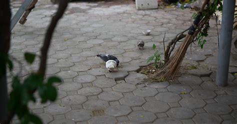 Bird 4638242 Imgur