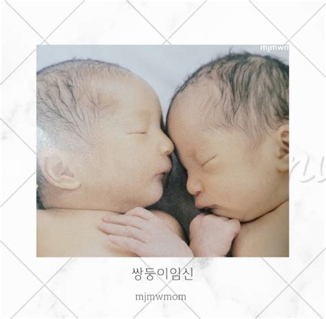 쌍둥이임신 일란성 이란성 쌍둥이 차이점은 네이버 블로그