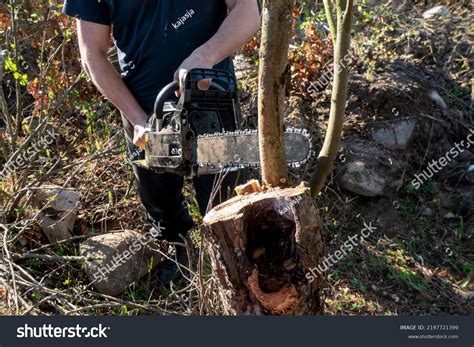 Man Pruning Sawing Apple Tree Using Stock Photo Shutterstock