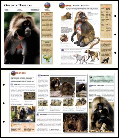 Gelada Baboon 86 Mammals Wildlife Explorer Fold Out Card 425