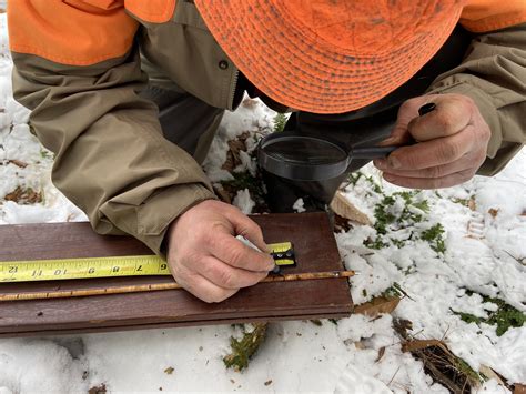 Measure And Increment Bore Three Trees With Us Count The Growth Rings To Estimate The Trees