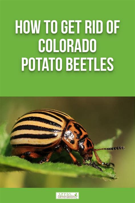 How To Get Rid Of Colorado Potato Beetles