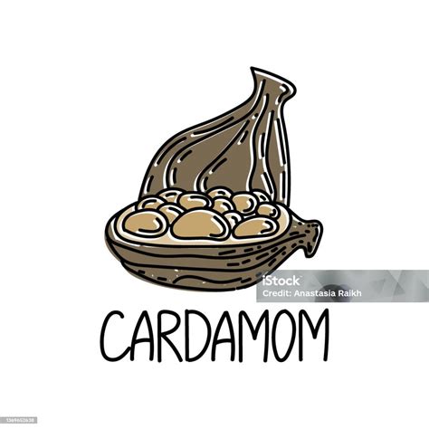 카다몸 낙서 스타일로 그려진 요소 로고 와 엠블럼 포장 디자인 템플릿 허브와 향신료 카다몸 패셔너블한 리니어 스타일의 로고 건강한 생활방식에 대한 스톡 벡터 아트 및 기타