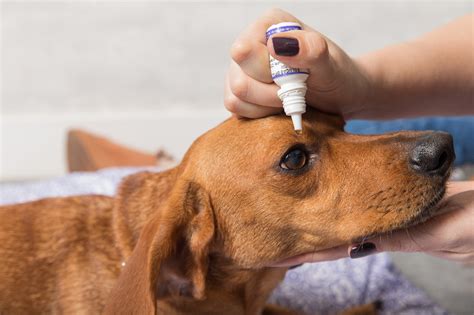 Colírio para cachorro entenda como tratar os olhos do seu pet