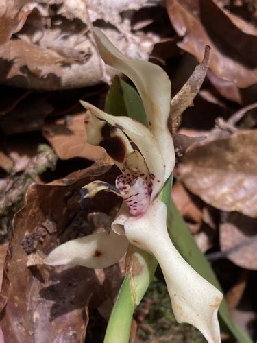 Camaridium Cedralense · 愛自然 臺灣 Inaturalist Taiwan
