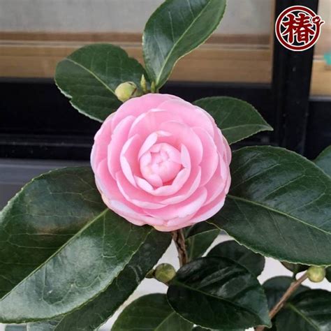 乙女椿 鉢植え 植物 観葉植物