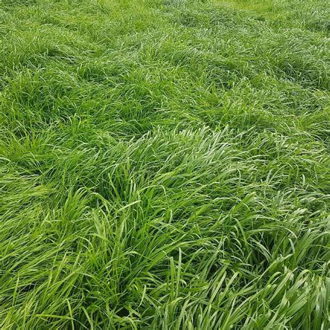 Caudill Seed Gulf Annual Ryegrass Seed