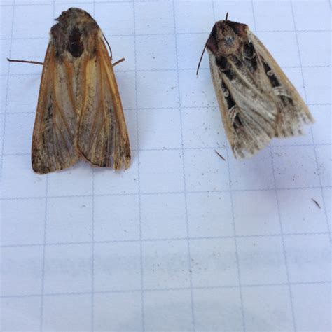 Western Bean Cut Worm