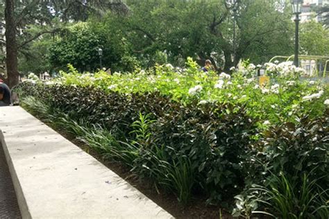 Tenían Sexo Al Aire Libre En Una Plaza De La Ciudadhasta Que Llegó
