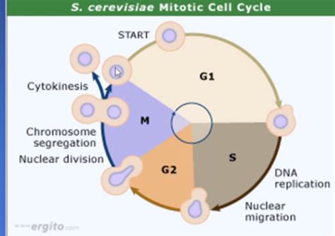 Yeast As A Eukaryotic Model Flashcards Quizlet
