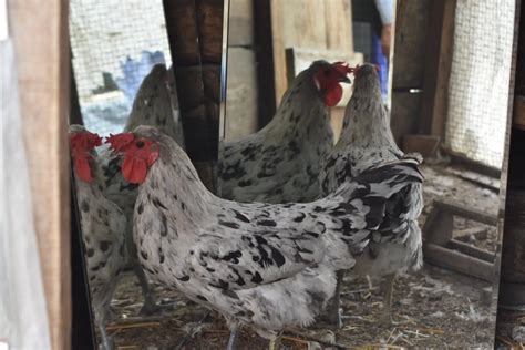 Türkiyede örneği Yok Hem Tavuk Hem Horoz Fotohaber Yaşam