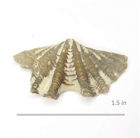 Brachiopod Devonian Oklahoma Member Collections The Fossil Forum