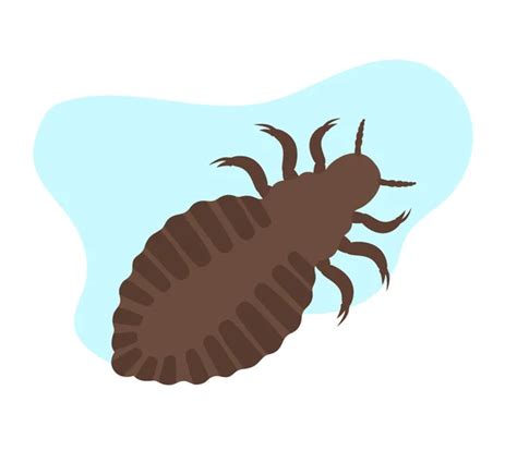 Piojo Dibujo Imágenes Vectoriales Gráfico Vectorial De Piojo Dibujo