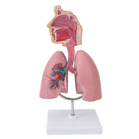 Banapoy Lung Anatomical Model Human Lung Anatomical Display Lung