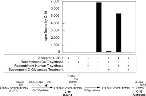 Identification Of The Product Of HPC4 Epitope Tagged Ce T Synthase Download Scientific Diagram