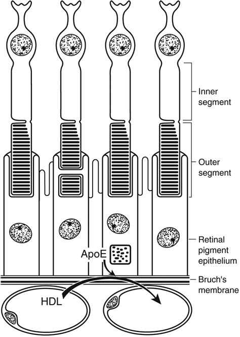 Schematic Representation Of Photoreceptor Outer Segment Pos Lipid