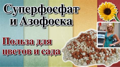 СУПЕРФОСФАТ И АЗОФОСКА. ПОЛЬЗА ДЛЯ ЦВЕТОВ И САДА - YouTube