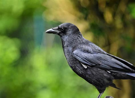 Crow Noises May Be Answer To Tokyo S Crow Problem Engoo Daily News