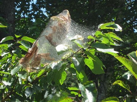 Fall Webworms At Work Uga Extension Forsyth County
