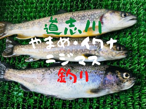 多摩川テナガエビ釣りポイントは仕掛けは釣行記 ツリラボ