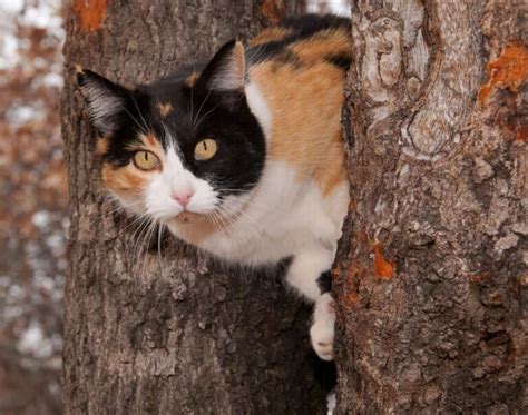The Genetics Of Calico Cats Qps Clinical Research