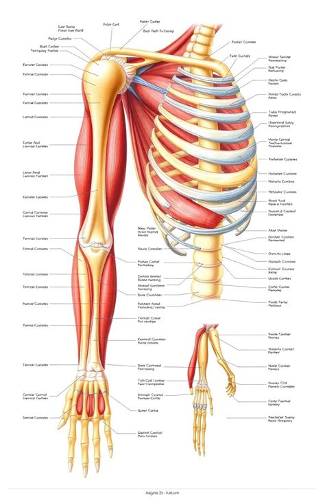 Anatomy Of The Human Upper Limb A Upper Limb Segments And B Upper Limb