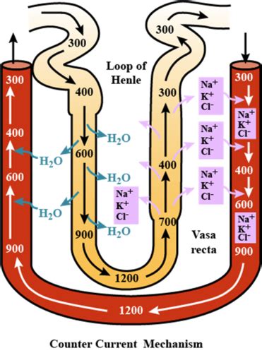 Renal Blood Flow Flashcards Quizlet