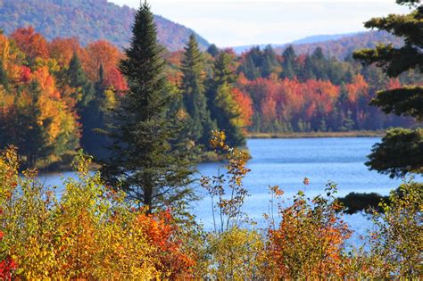 52 Flea Autumn In The Adirondacks