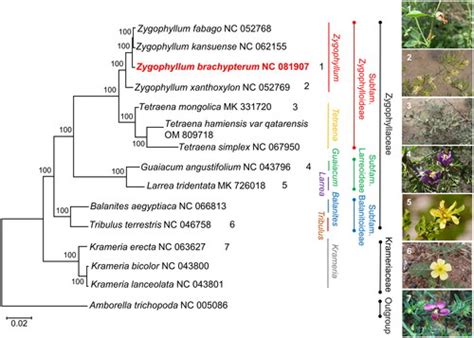 Full Article The Complete Chloroplast Genome Sequence Of Zygophyllum