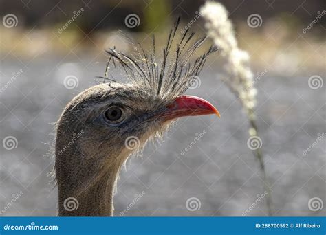 Close Up Red Legged Seriema Or Crested Cariama Cariama Cristata Stock