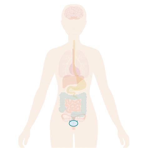 Menopause Symptoms Bladder Symptoms My Menopause Centre