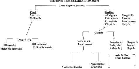 Gram Negative Bacilli Identification Flowchart