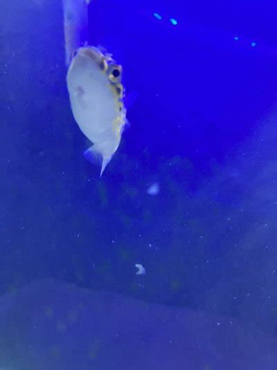 Puffer Fish Has Something Under His Skin Reef2reef