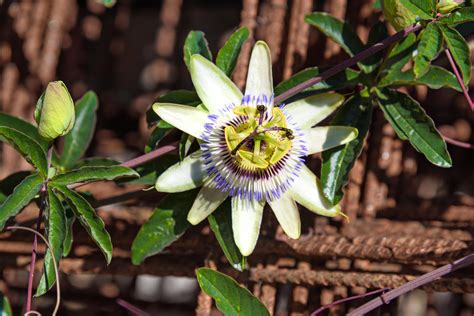 Passiflora Caerulea O Flor De La Pasión Cuidados Guía Completa