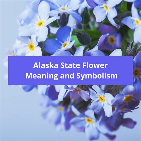 Alaska State Flower Forget Me Not Meaning And Symbolism