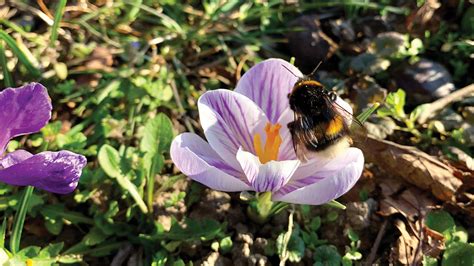 Crocus Growing And Care Guide The Garden Magazine