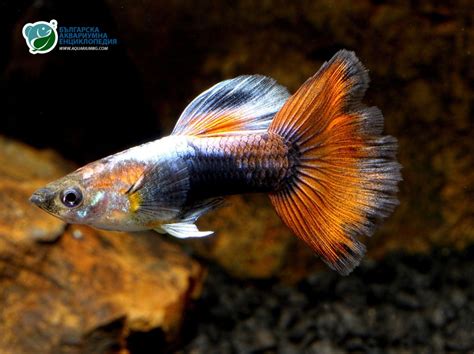 Poecilia Reticulata Гупа Българска аквариумна енциклопедия