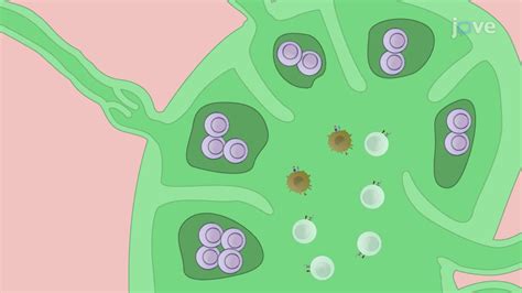 Video A Cell Based Therapy For Autoimmune Arthritis In A Murine Model Experiment