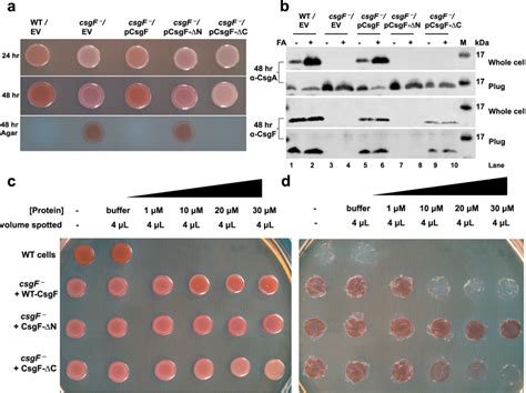 Exogenous Csgf Complements Csgf‒ Cells A Cells Were Grown On Congo Red Download Scientific