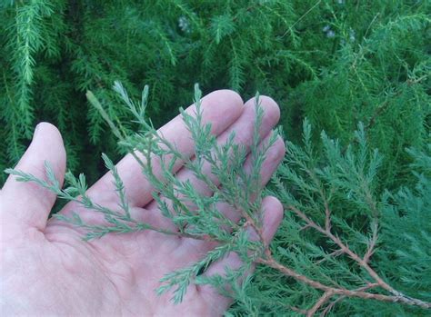 Можжевельник - Juniperus. Флора Ульяновской области.