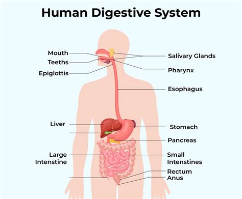 Diagram Of The Digestive System Organs Digestive System Tiss