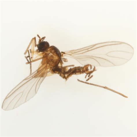 Canada Mayflower Fly Bugguidenet