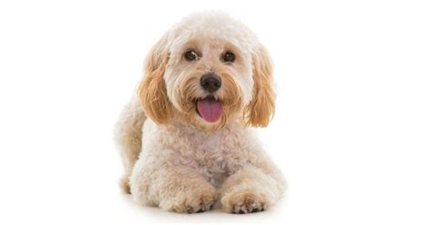 325 Cockapoo Names Top Ideas For This Cute Canine