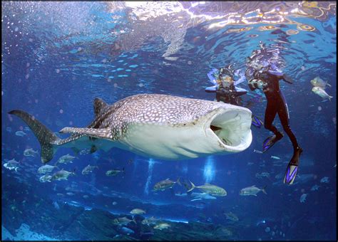 Chicago Aquarium Whale Shark At Sandra Mathers Blog