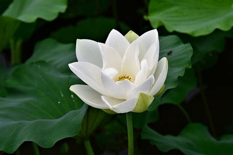 Lotus White Flower Free Photo On Pixabay