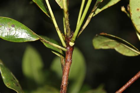 Daphniphyllum Daphniphyllaceae