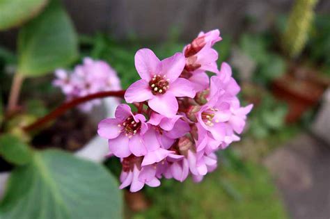 ヒマラヤユキノシタ 路傍の花